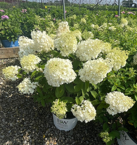 HYDRANGEA paniculata 'ILVOBO' BOBO HYDRANGEA | OH