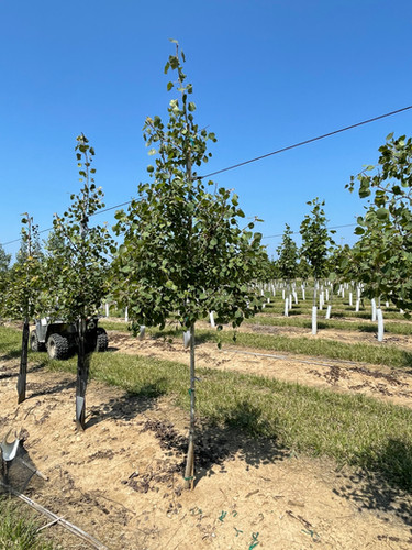 Populus tremuloides 'NE Arb' Prairie Gold® Quaking Aspen | OH