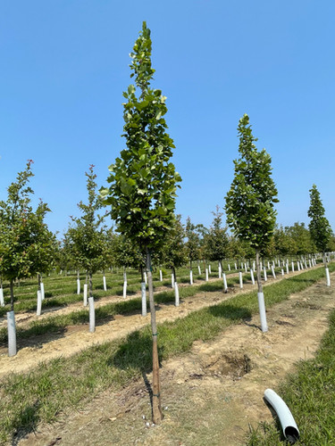 LIRIODENDREON tuliperfera 'FASTIGIATUM' COLUMNAR TULIP TREE | OH