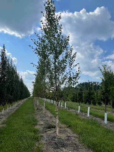 BETULA n. 'HERITAGE' RIVER BIRCH (TREE) | OH