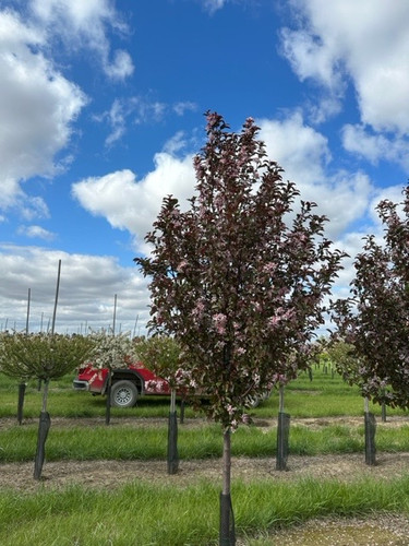 MALUS 'JFS-KW139MX' RUBY DAZE CRABAPPLE | OH