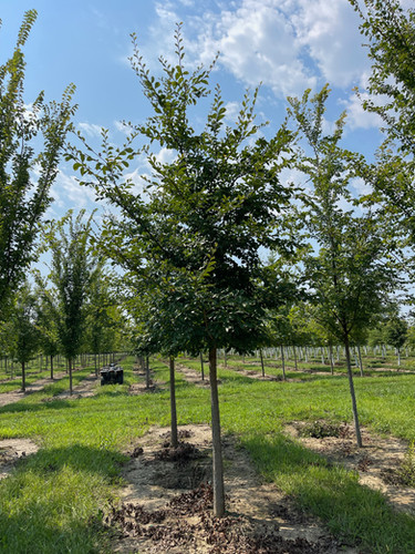 ULMUS j. x w. 'MORTON' ACCOLADE ELM | OH