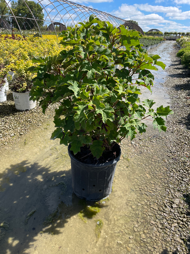 HYDRANGEA quercifolia 'RUBY SLIPPERS' OAKLEAF HYDRANGEA | OH