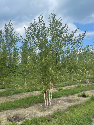 BETULA n. 'HERITAGE' RIVER BIRCH CLUMP | OH