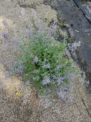 Nepeta x faassenii 'Novanepjun' Junior Walker™ Catmint | OH