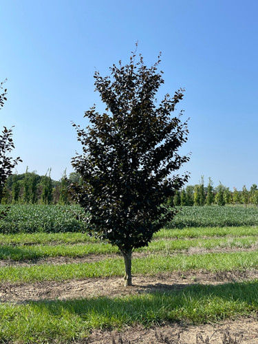 FAGUS s. 'RIVERSI' RIVERS PURPLE BEECH | OH