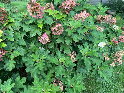 HYDRANGEA quercifolia 'SNOW QUEEN' OAKLEAF HYDRANGEA | OH