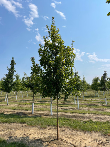 ACER saccharum COMMEMORATION SUGAR MAPLE | OH