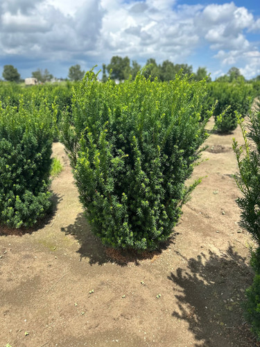TAXUS media 'HICKSI' TAXUS | OH