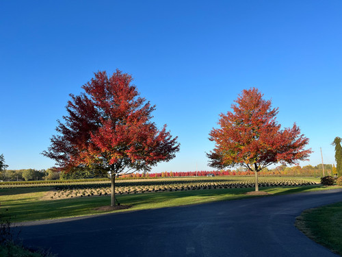 ACER r. 'MAGNIFICENT MAGENTA' BURGUNDY BELLE RED MAPLE | OH