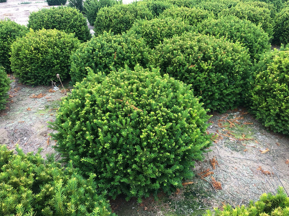 TAXUS m. 'RUNYAN' GLOBE TAXUS | Browns Nursery