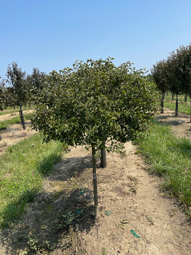 MALUS 'SARGENTINA' CRAB (WHITE) | Browns Nursery