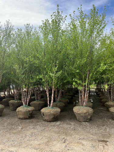 BETULA nigra RIVER BIRCH CLUMP | OH