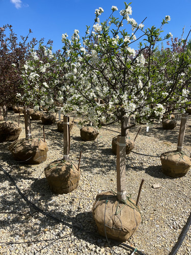 MALUS 'SARGENTINA' CRAB (WHITE) | OH