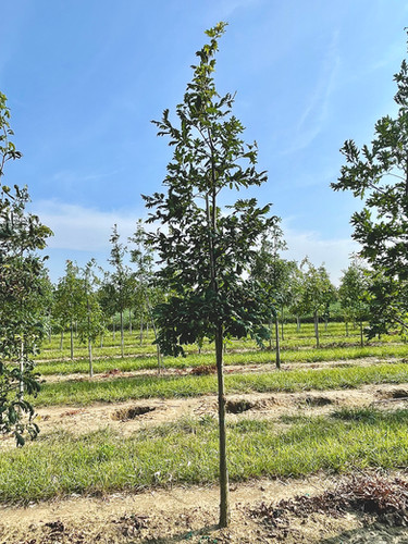QUERCUS alba WHITE OAK | OH