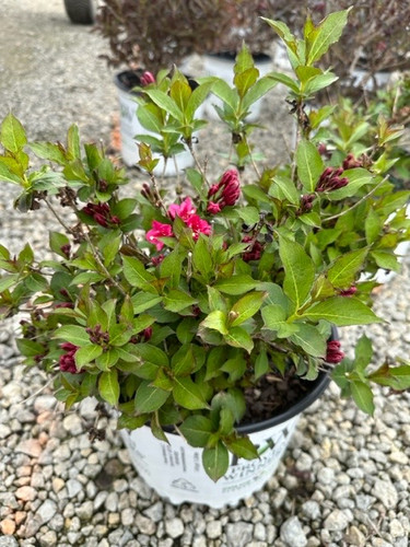 WEIGELA florida SONIC BLOOM PUNCH | OH