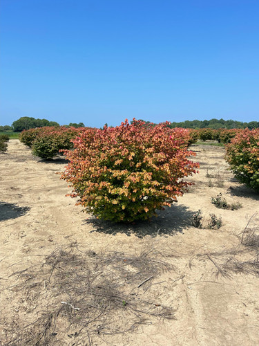 EUONYMUS alatus 'COMPACTA' BURNING BUSH | OH