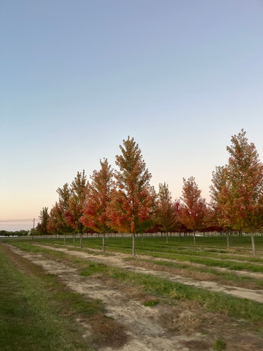 ACER x freemanni 'CELZAM' CELEBRATION MAPLE | OH