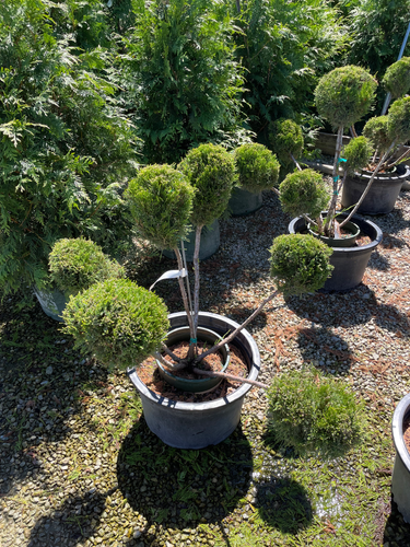 JUNIPERUS c. 'POODLE' JUNIPER | Browns Nursery