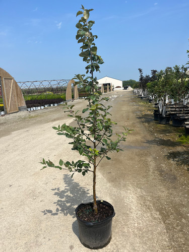 MALUS x. 'MN 1711' HONEYCRISP SEMI-DWARF APPLE | OH