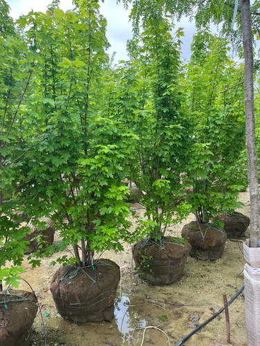 ACER freemanii 'JEFFERSRED' AUTUMN BLAZE RED MAPLE (CLUMP) | OH