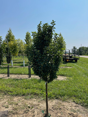 MALUS 'JFS-KW214MX' IVORY SPEAR CRABAPPLE | OH