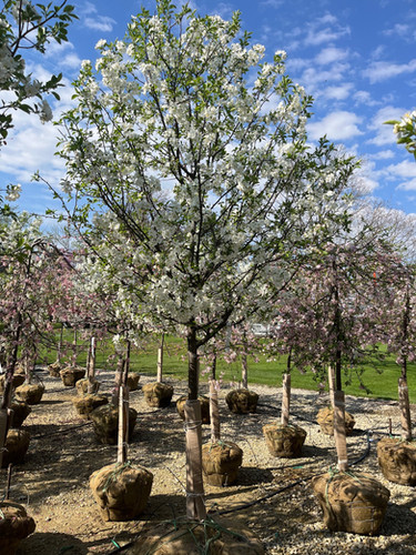 MALUS 'SNOWDRIFT' CRAB (WHITE) | OH