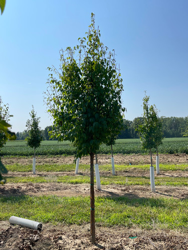 SYRINGA pekinensis 'WFH2' GREAT WALL LILAC TREE | OH