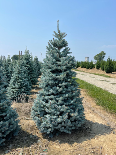 Picea pungens 'Baby Blue' Baby Blue Colorado Spruce | OH