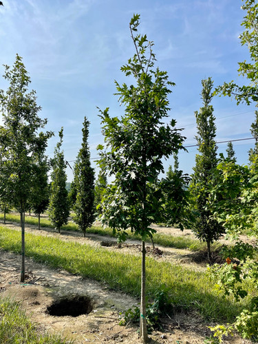 QUERCUS shumardii TEXAS RED OAK | OH