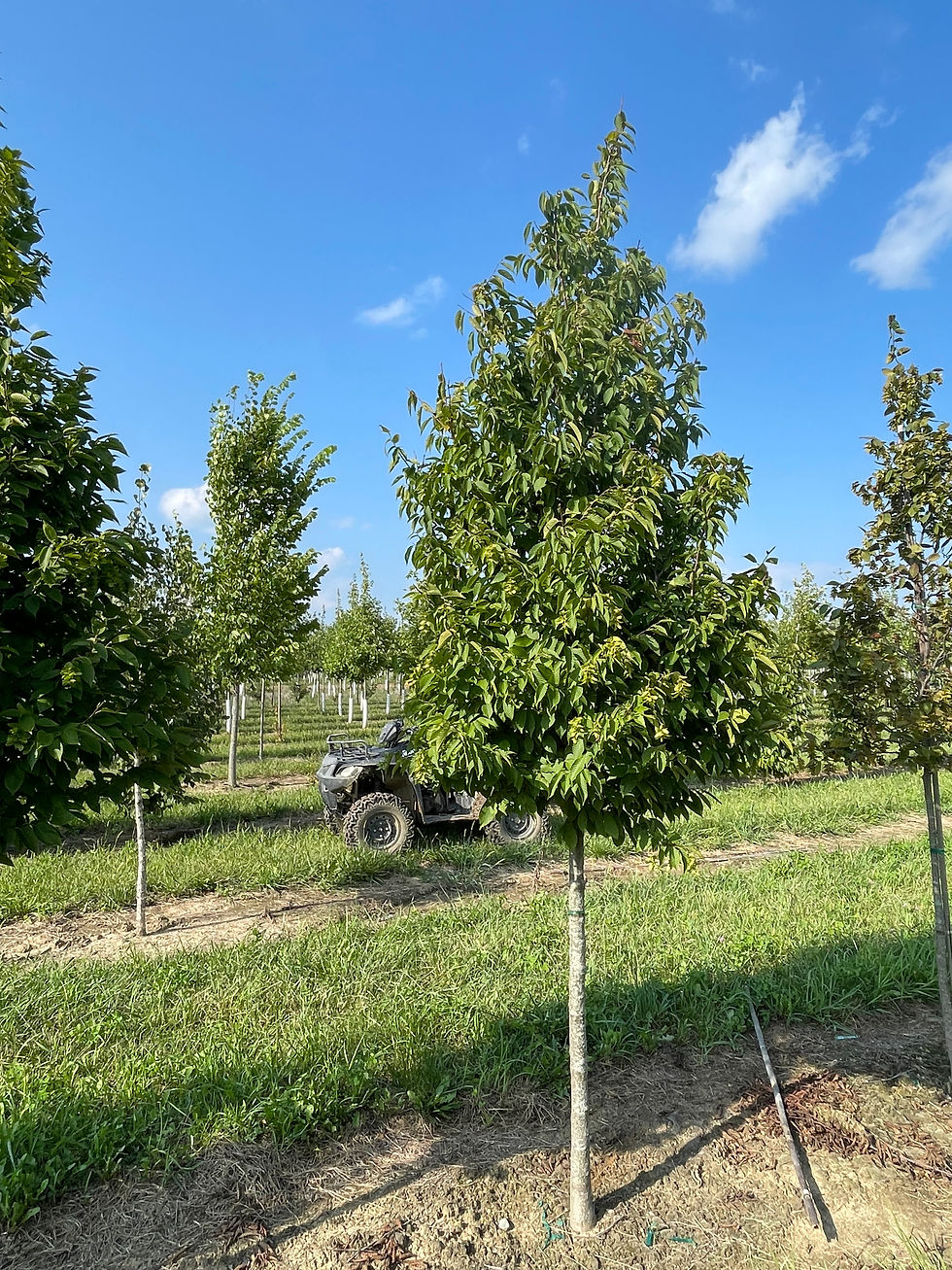 CARPINUS caroliniana BLUE BEECH | Browns Nursery