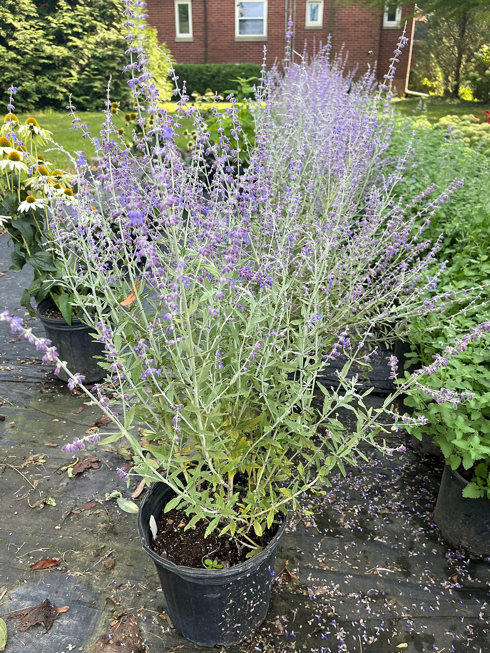 Perovskia atriplicifolia 'Little Spire' Little Spire Russian Sage ...