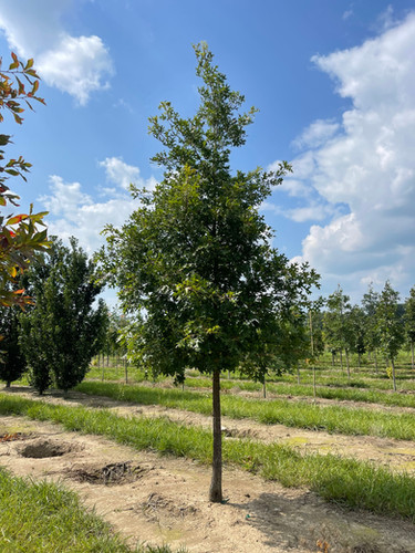 QUERCUS coccinea SCARLET OAK | OH