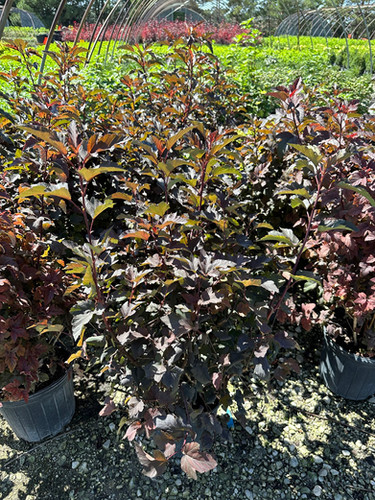 Physocarpus opulifolius 'Monlo' Diabolo® Ninebark | OH