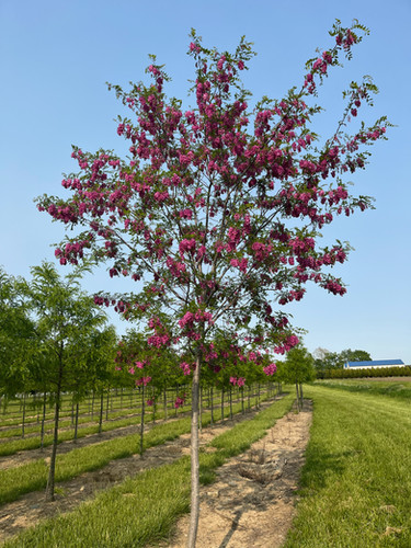 ROBINIA p. 'PURPLE ROBE' LOCUST (THORNLESS) | OH