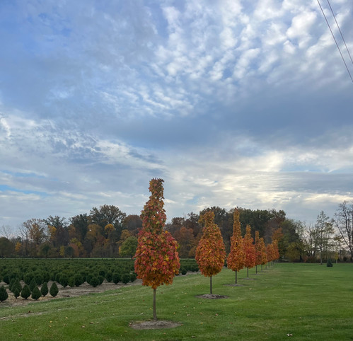 ACER saccharum 'BARRETT COLE' APOLLO SUGAR MAPLE | OH