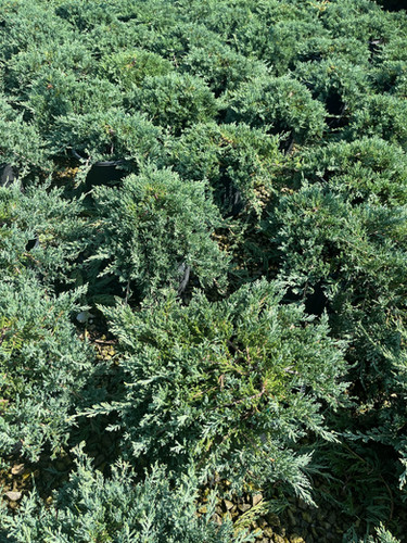 JUNIPERUS horizontalis 'WILTONI' BLUE RUG JUNIPER | OH