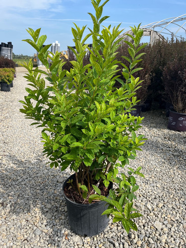 ITEA virginica 'HENRY'S GARNET' VIRGINIA SWEETSPIRE | OH