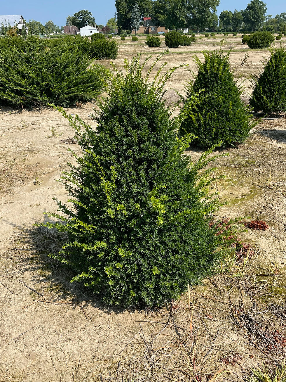 TAXUS media 'FASTIGIATA' PYRAMID TAXUS | Browns Nursery