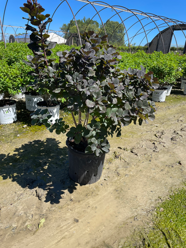 COTINUS coggygria 'VELVET CLOAK' SMOKEBUSH | OH