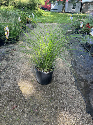 GRASSES MISCANTHUS s. 'GRACILLMUS' MAIDEN GRASS | OH