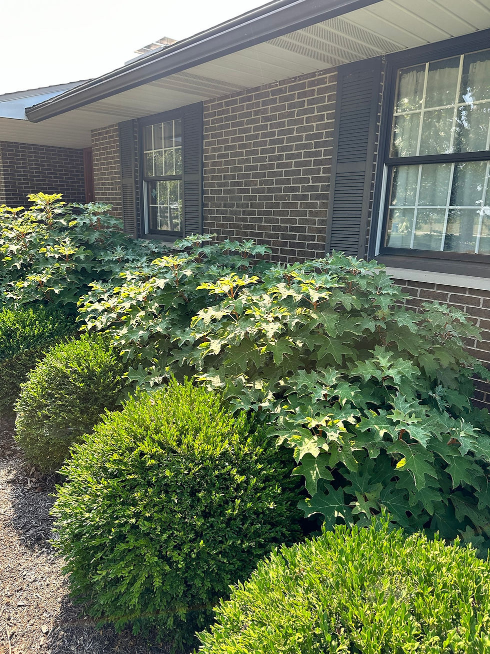 HYDRANGEA quercifolia 'PEE WEE' OAKLEAF HYDRANGEA | Browns Nursery