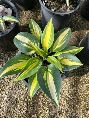 Hosta 'June' June Hosta | OH