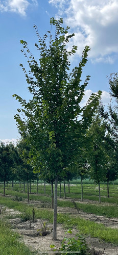 ULMUS americana 'PRINCETON' ELM | OH