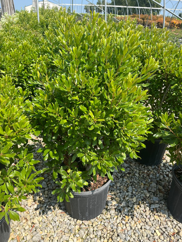 MYRICA pennsylvanica NORTHERN BAYBERRY | OH