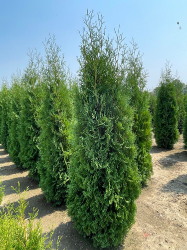 THUJA o. 'PYRAMIDALIS' PYRAMID ARBORVITAE | OH