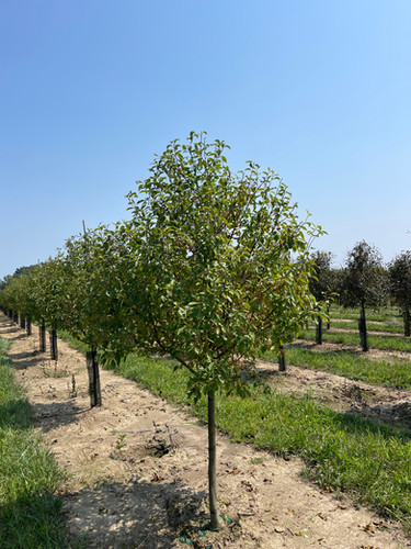 MALUS 'SNOWDRIFT' CRAB (WHITE) | Browns Nursery