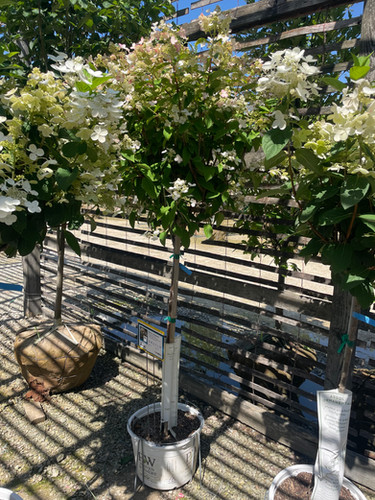 HYDRANGEA paniculata 'QUICK FIRE' HYDRANGEA TREE FORM | OH