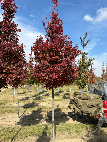 ACER rubrum 'BRANDYWINE' RED MAPLE | OH