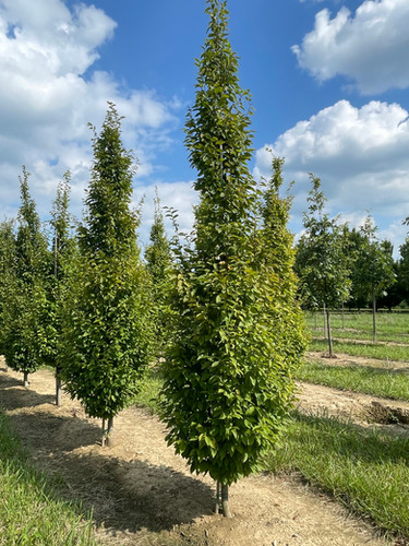 CARPINUS b. 'FRANS FONTAINE' HORNBEAM | OH